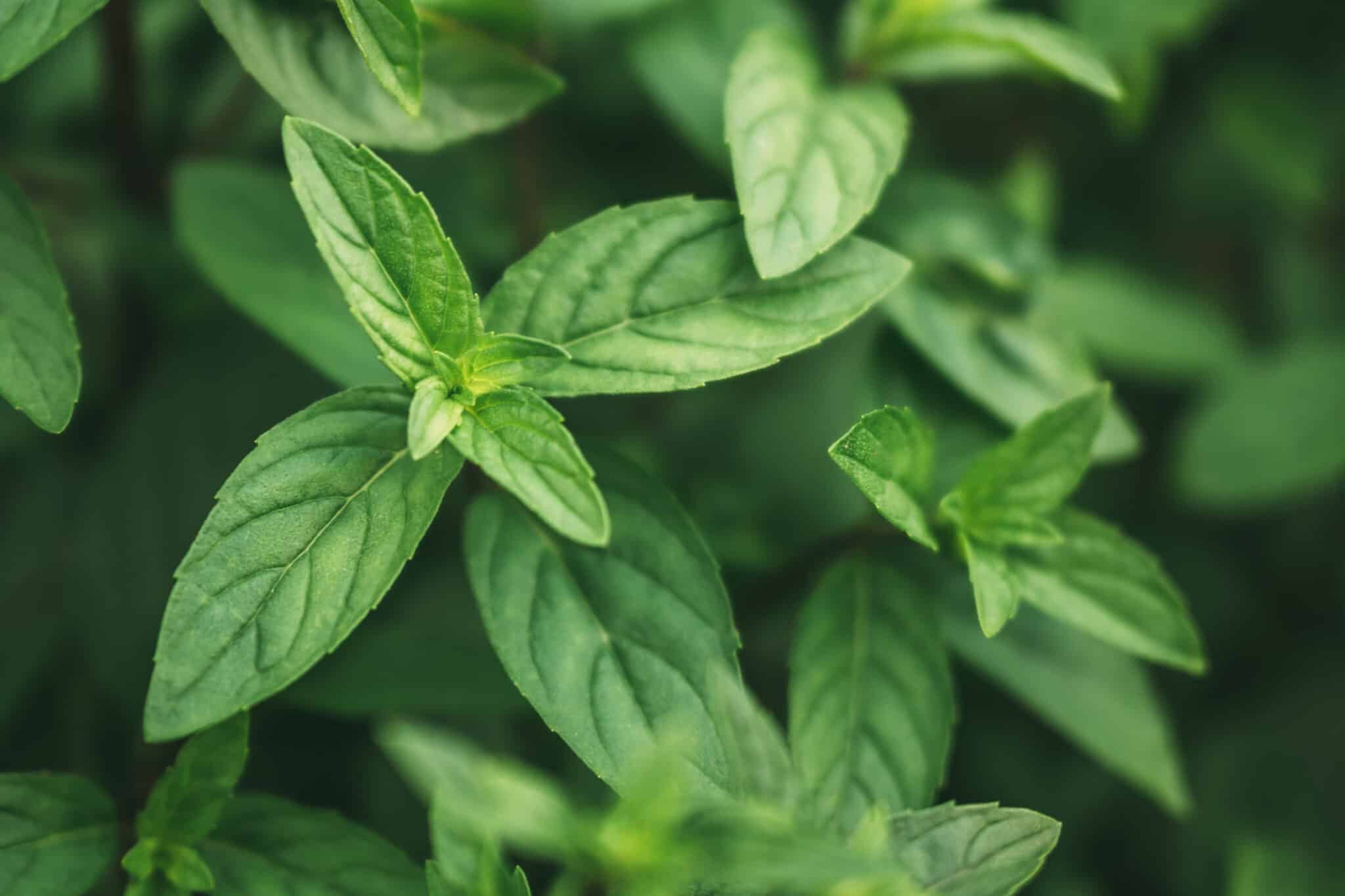 Peppermint Essential Oil (Supreme) ‣ OBSC